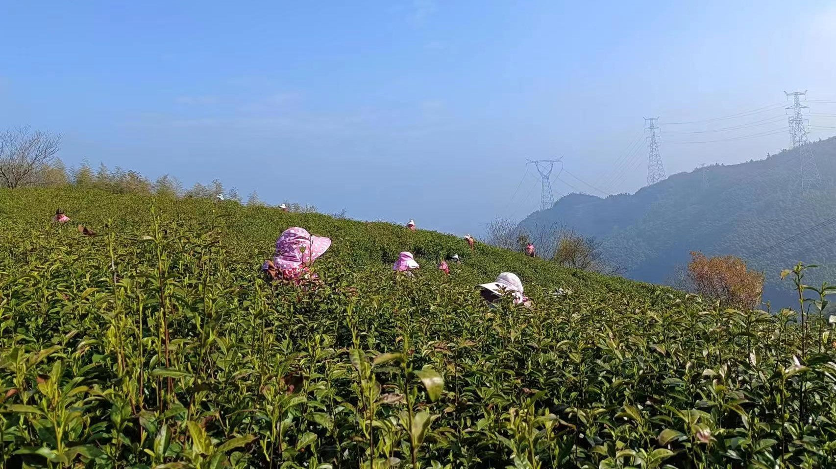 Yellow Tea – Sipscollection